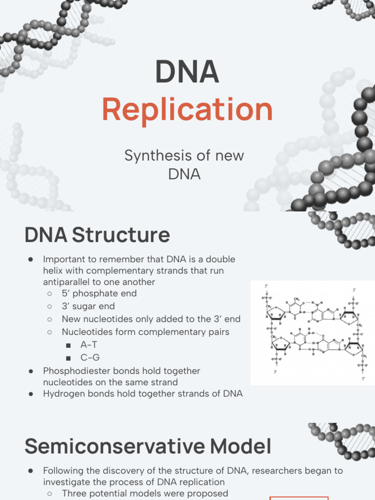 2. DNA Replication | PDF | Dna Replication | Dna