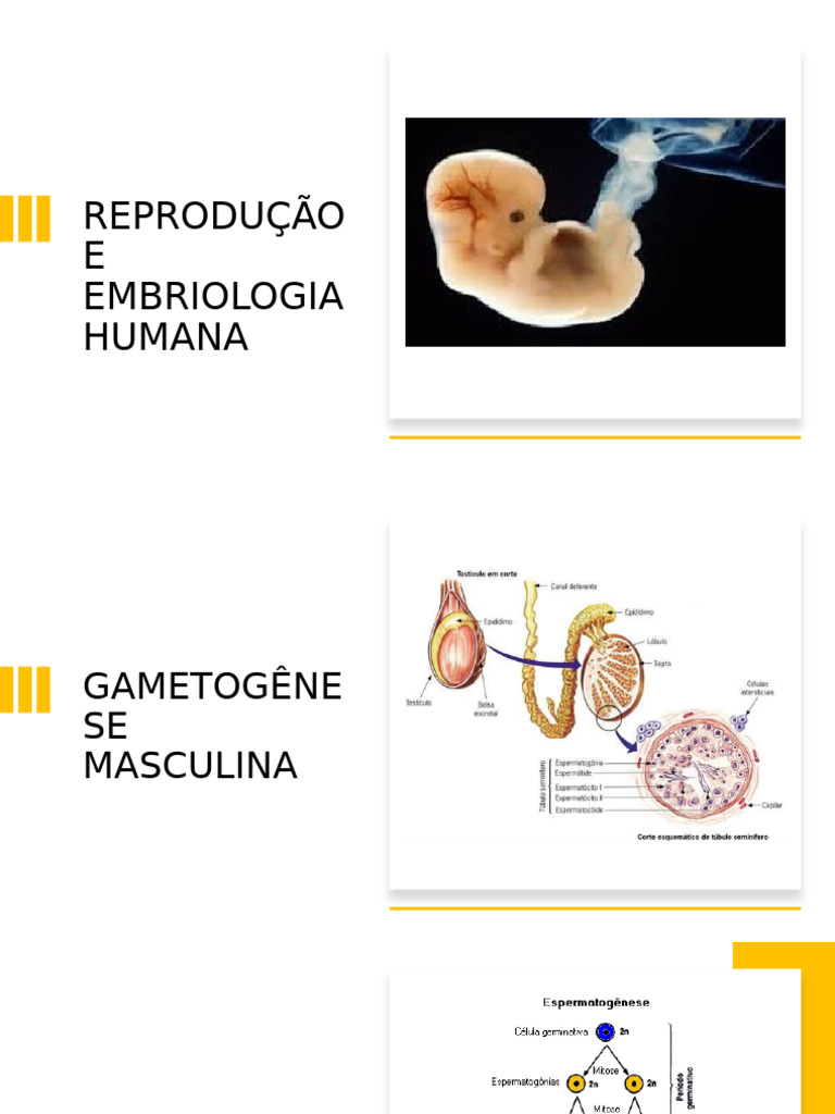 Reprodução e Embriologia Humana2 | PDF