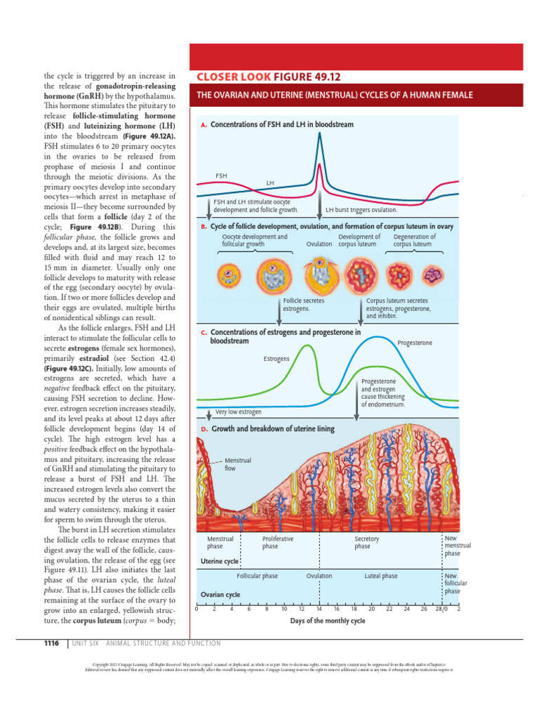 Ovarian Cycle and Hormonal Regulation | PDF | Menstrual Cycle ...