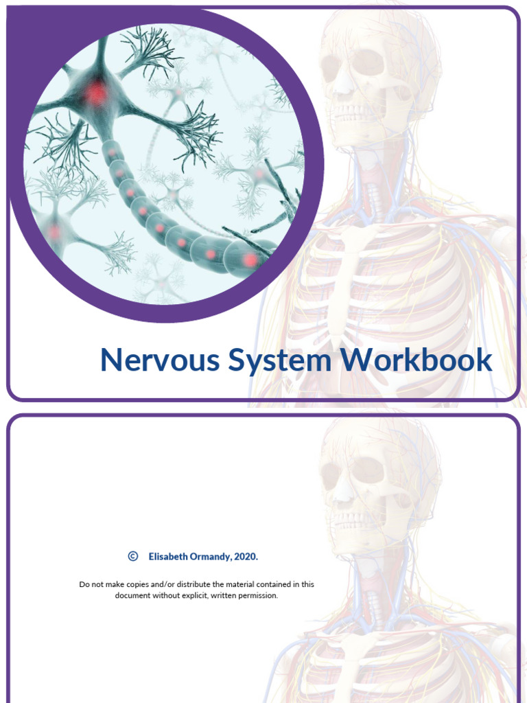 Nervous System Anatomy and Functions Guide | PDF | Autonomic Nervous ...