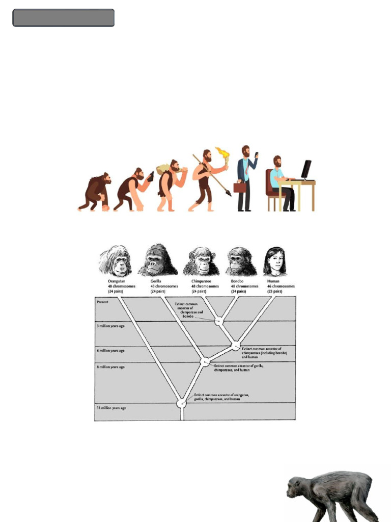 Human Evolution: From Primates to Modern Man | PDF | Ape | Homo