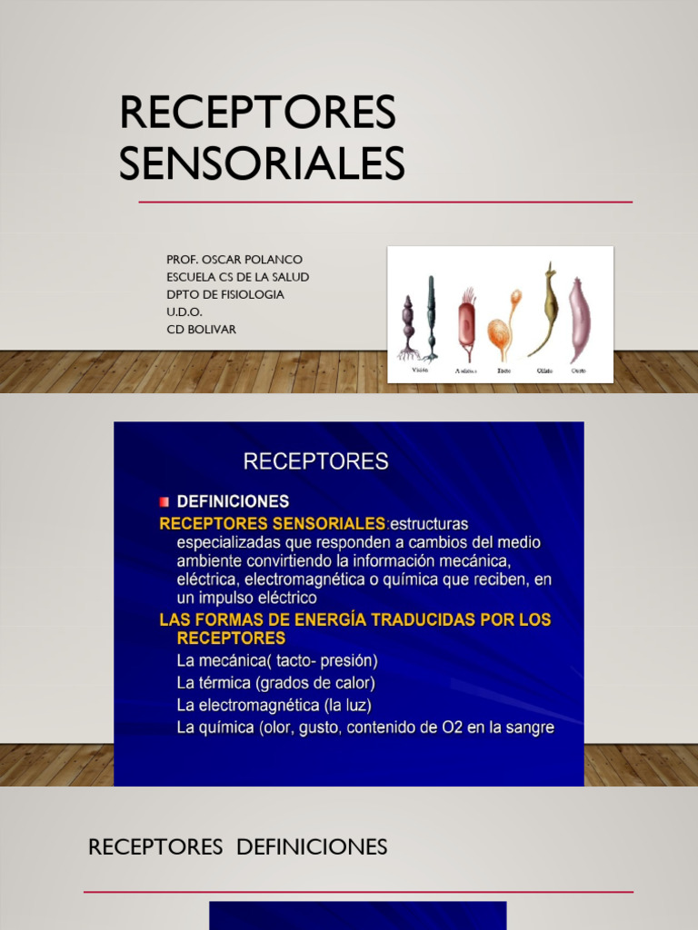 Características de los Receptores Sensoriales | PDF