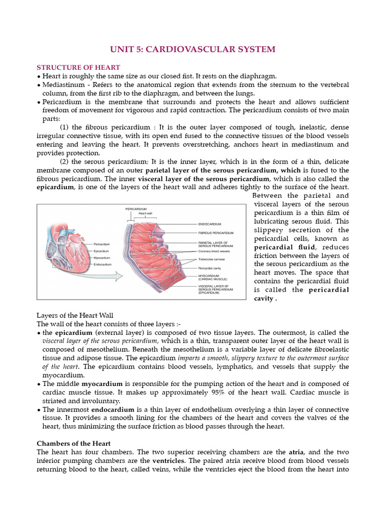 Cardiovascular System Life Science | PDF | Heart Valve | Heart