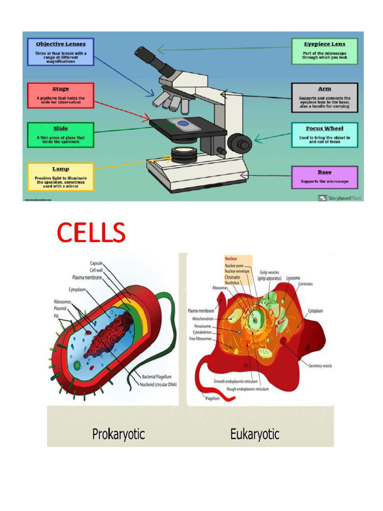 Botany Lab | PDF