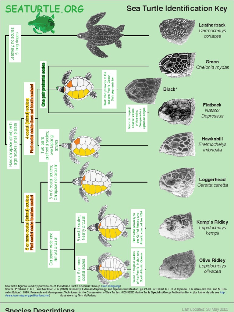 Sea Turtle ID Guide | PDF | Turtle | Sea Turtle