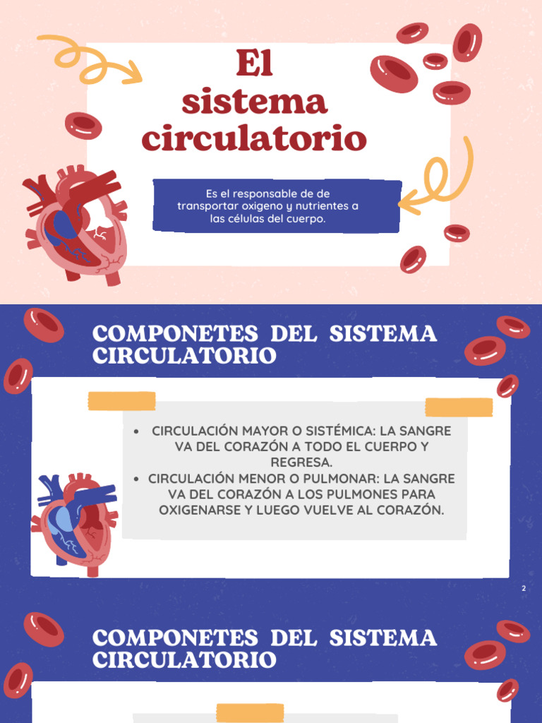 Presentación Educativa Sistema Circulatorio Estilo Dibujado a Mano en ...