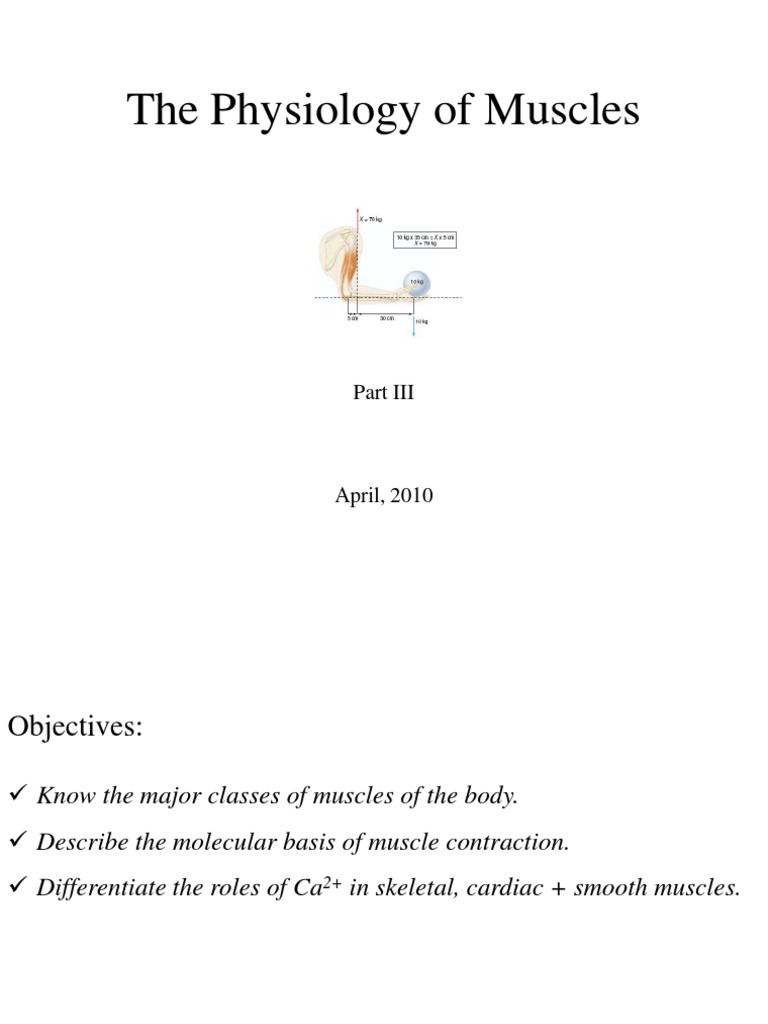 MUSCLE PHYSIOLOGY | PDF | Muscle Contraction | Skeletal Muscle