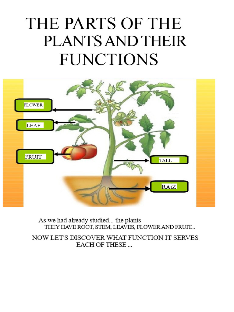 Plant Parts and Their Functions Explained | PDF