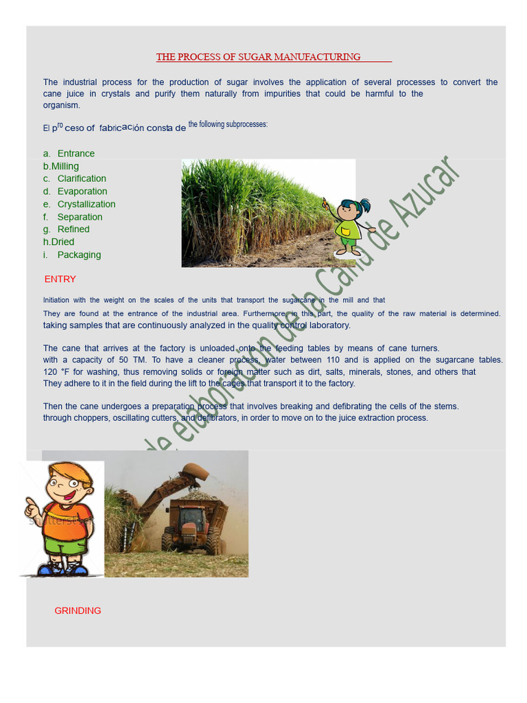 Sugar Manufacturing Process Explained | PDF | Sugarcane | Sugar