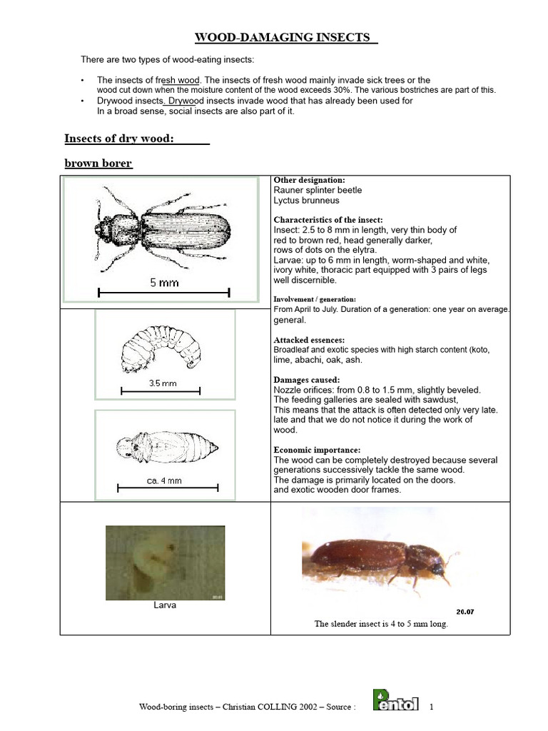 List of Xylophagous Insects | PDF | Beetle | Wood