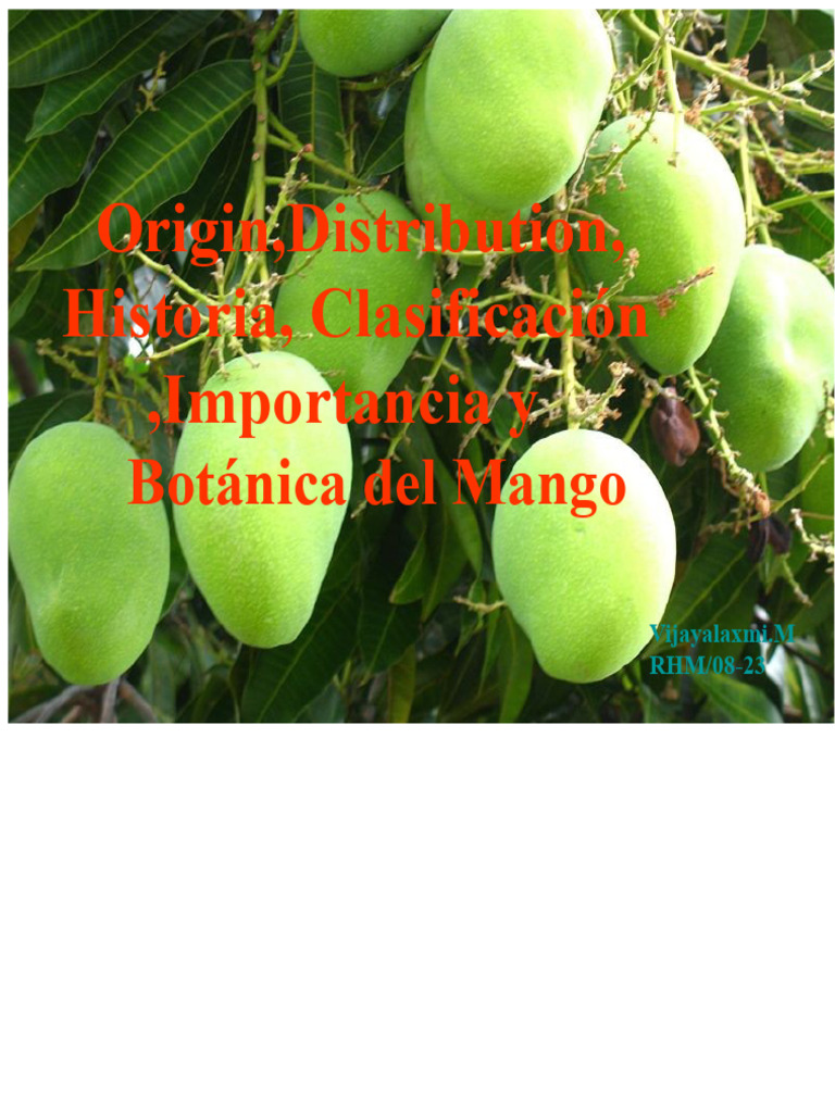 Historia y Botánica del Mango | PDF | Flores | Mango