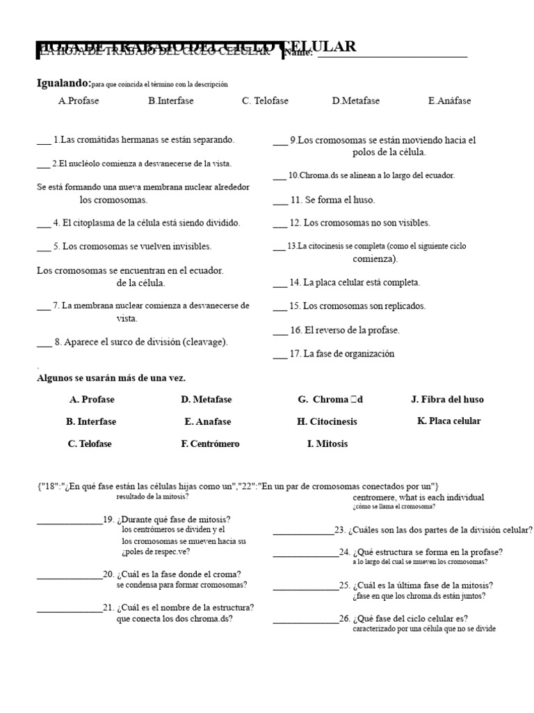La Hoja de Trabajo Del Ciclo Celular | PDF | Mitosis | Ciclo celular