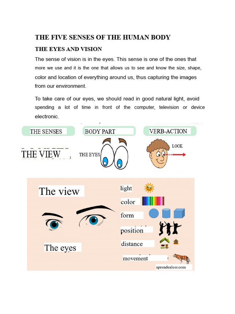 Understanding the Five Human Senses | PDF