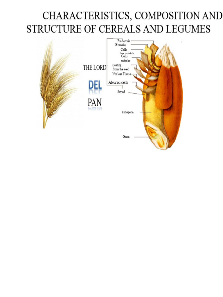 Characteristics, Composition, and Structure of Cereals and | PDF ...