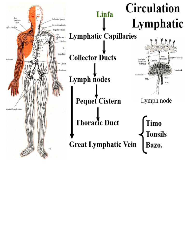 Lymphatic system | PDF | Circulatory System | Human Anatomy