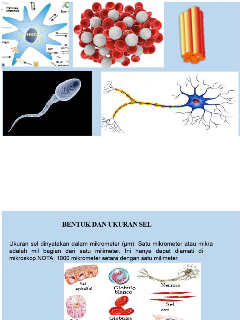 Ukuran dan Bentuk Sel Hewan dan Tumbuhan | PDF