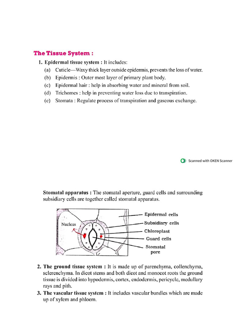 Biology CH 6 Anatomy of Flowering Plants | PDF
