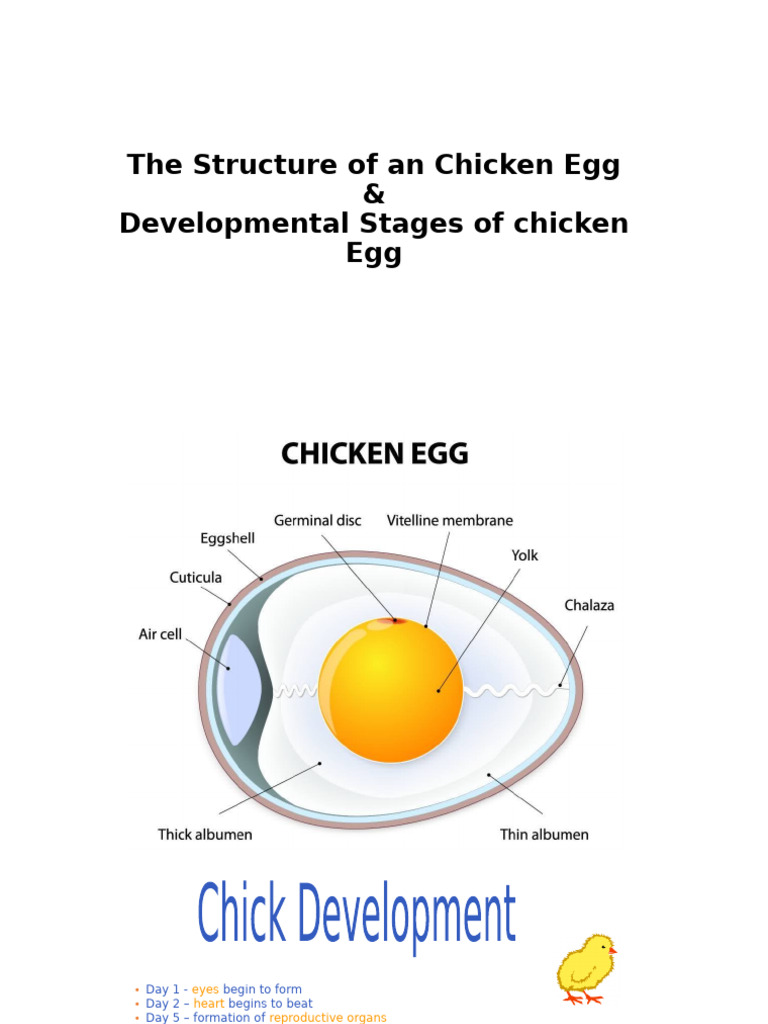 Chicken Egg Structure and Development Stages | PDF