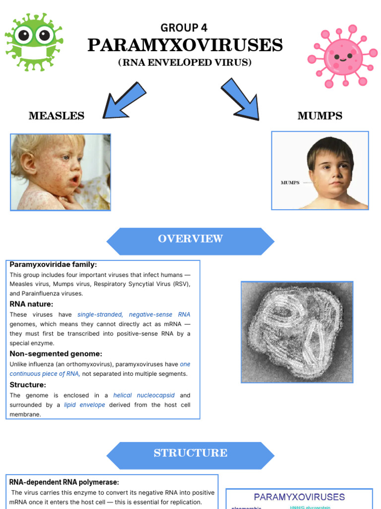 PARAMYXOVIRUSES | PDF | Virus | Measles