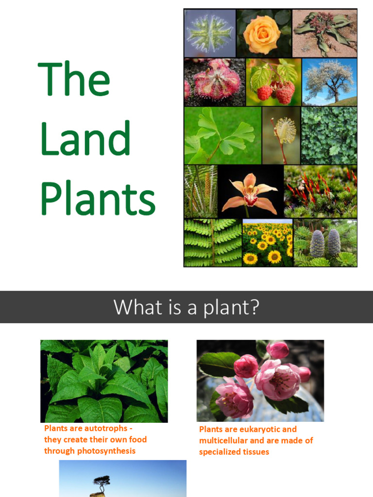 Understanding Land Plants and Their Evolution | PDF | Flowers | Fruit