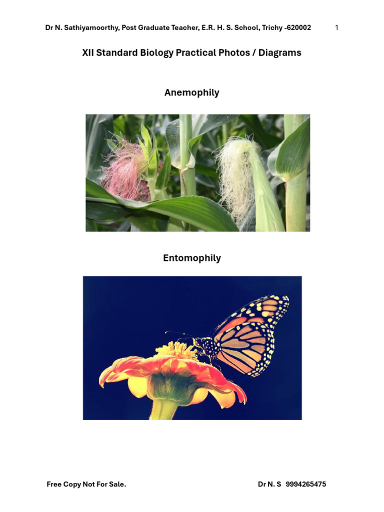 Biology Practical Photos Diagrams | PDF | Genetics | Biology