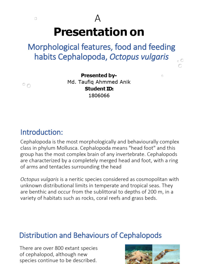 Morphology and Feeding of Octopus vulgaris | PDF | Octopus | Predation
