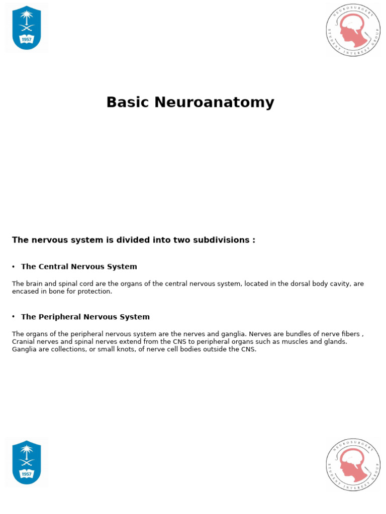 Overview of Basic Neuroanatomy | PDF | Spinal Cord | Central Nervous System