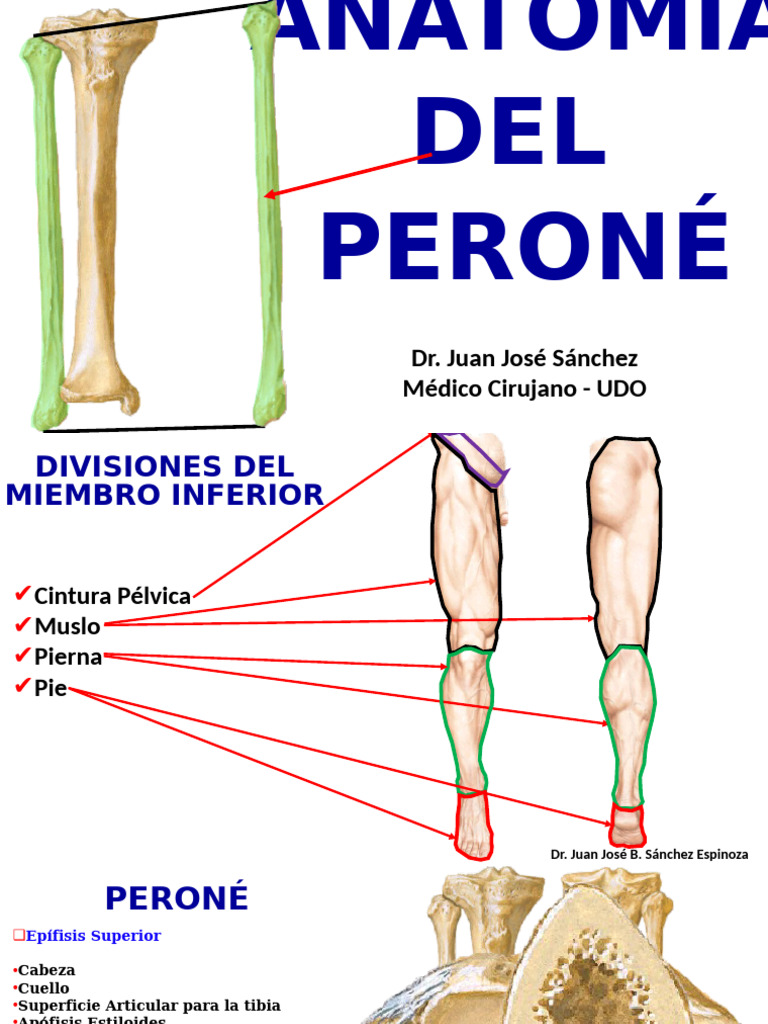 45.Canal- Anatomía del Peroné | PDF