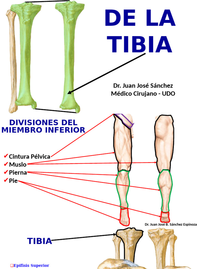 Anatomía de la Tibia: Estructuras Clave | PDF