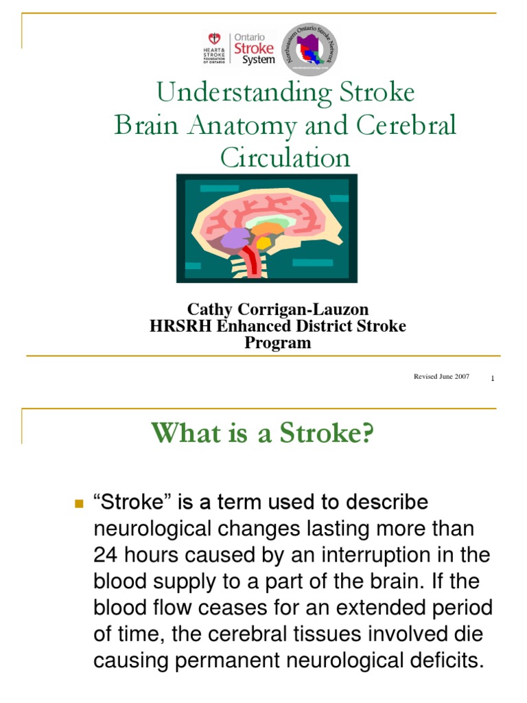 Understanding Stroke-Brain Anatomy and Cerebral Circulation | PDF ...