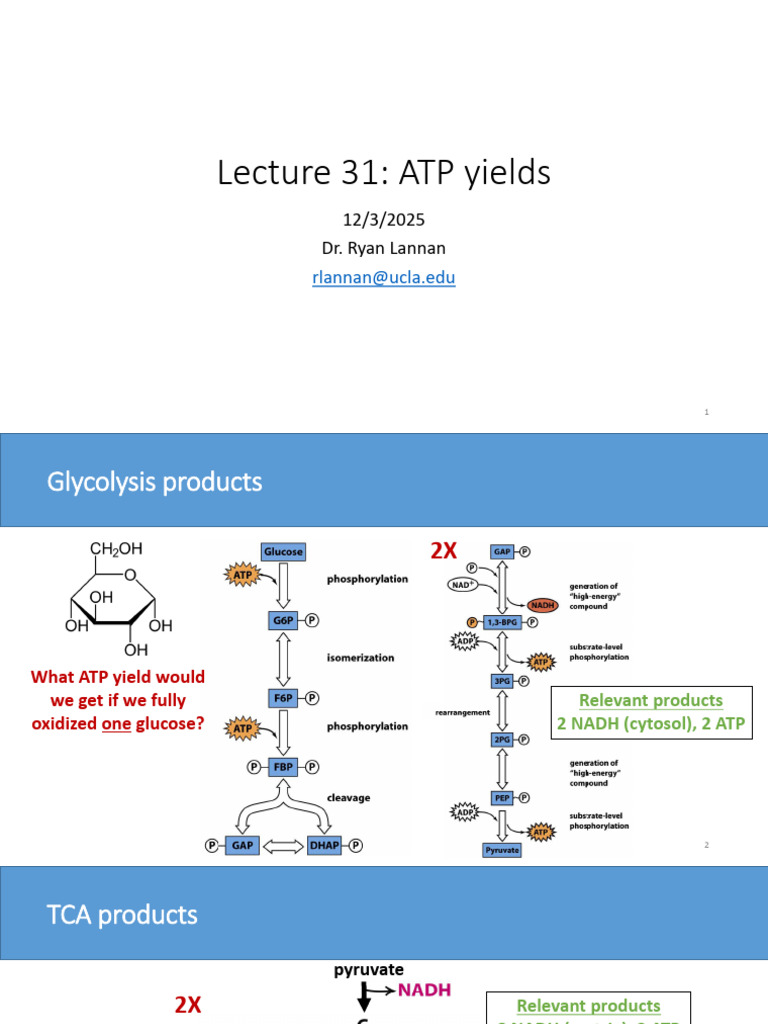 ATP Yield from Glucose Oxidation | PDF | Adenosine Triphosphate ...