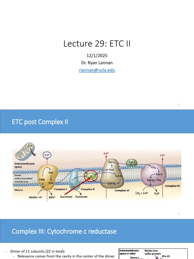 Complex III and IV in Electron Transport | PDF | Cytochrome C | Nutrients