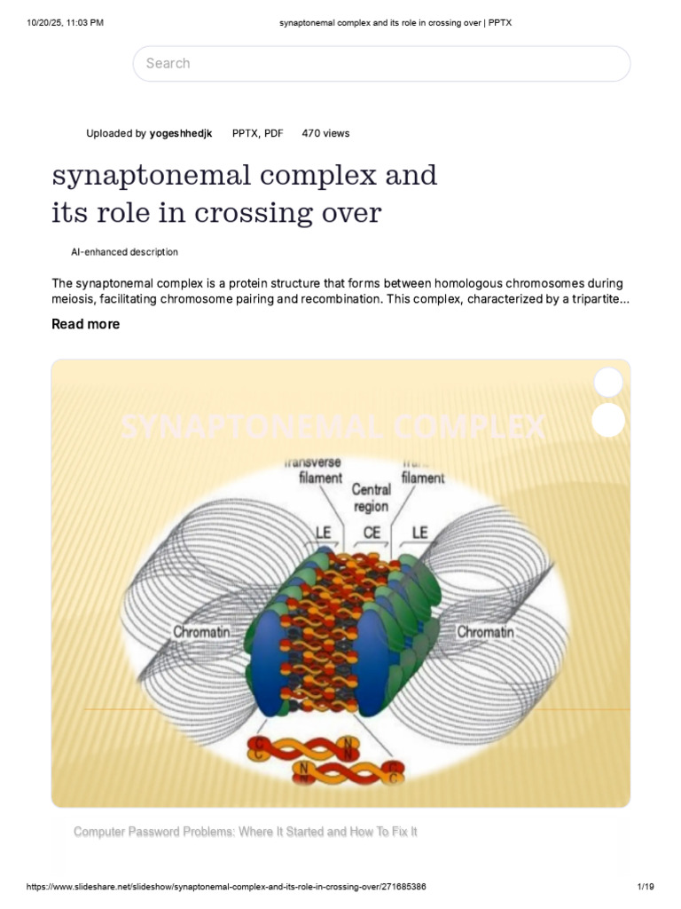Synaptonemal Complex in Meiosis | PDF | Meiosis | Biotechnology