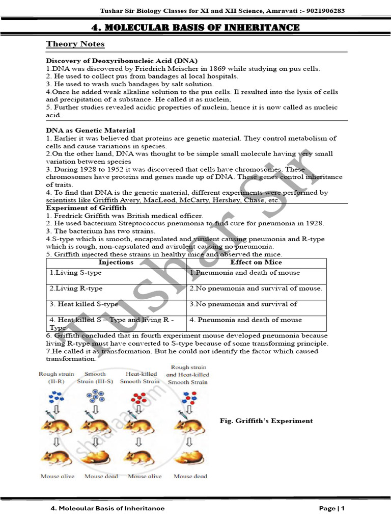 4 Molecular Basis of Inheritance Final | PDF | Operon | Genetic Code