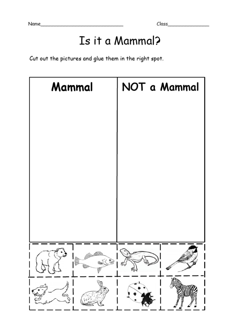 Year 1 Science: Mammals and Fish Activities | PDF | Fish | Fin