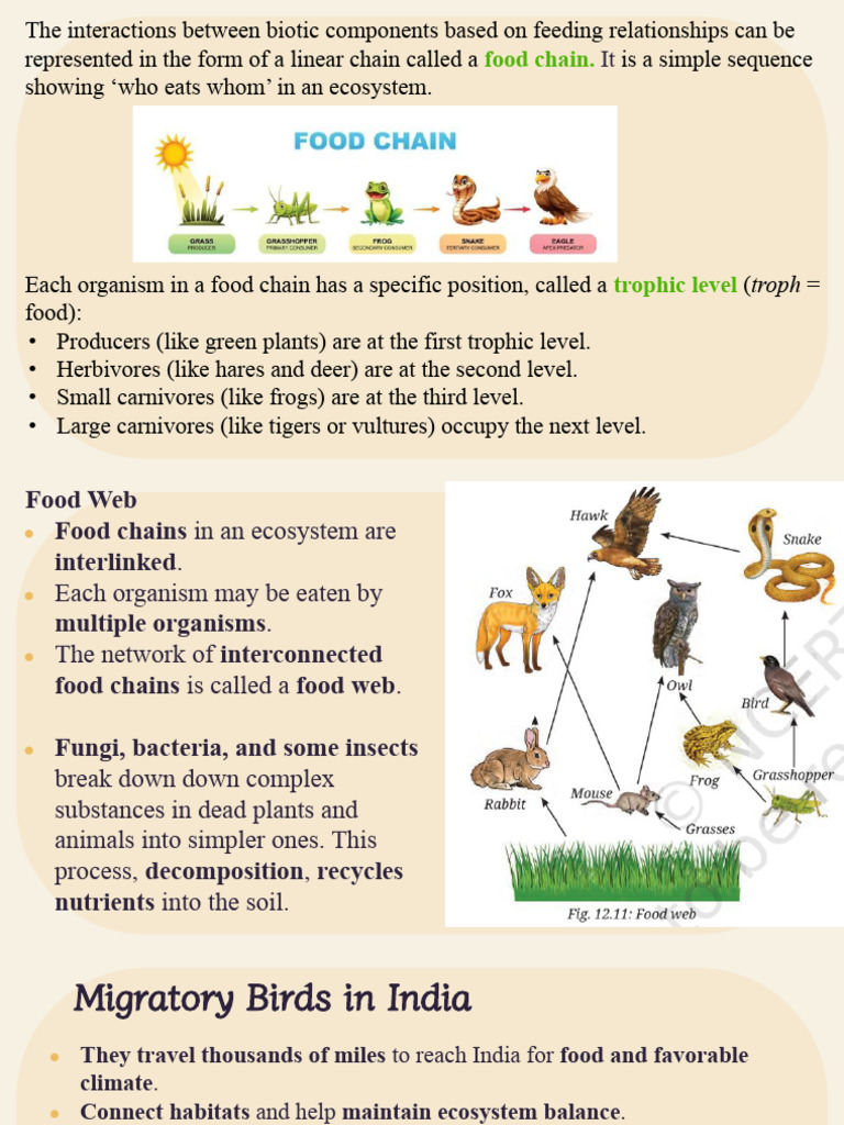Understanding Food Chains and Ecosystem Balance | PDF | Ecosystem | Soil