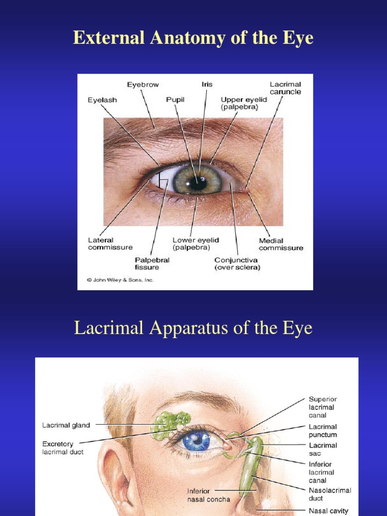 Gross Anatomy Of Eye Cow Eye Gross Anatomy Diagram | Quizlet