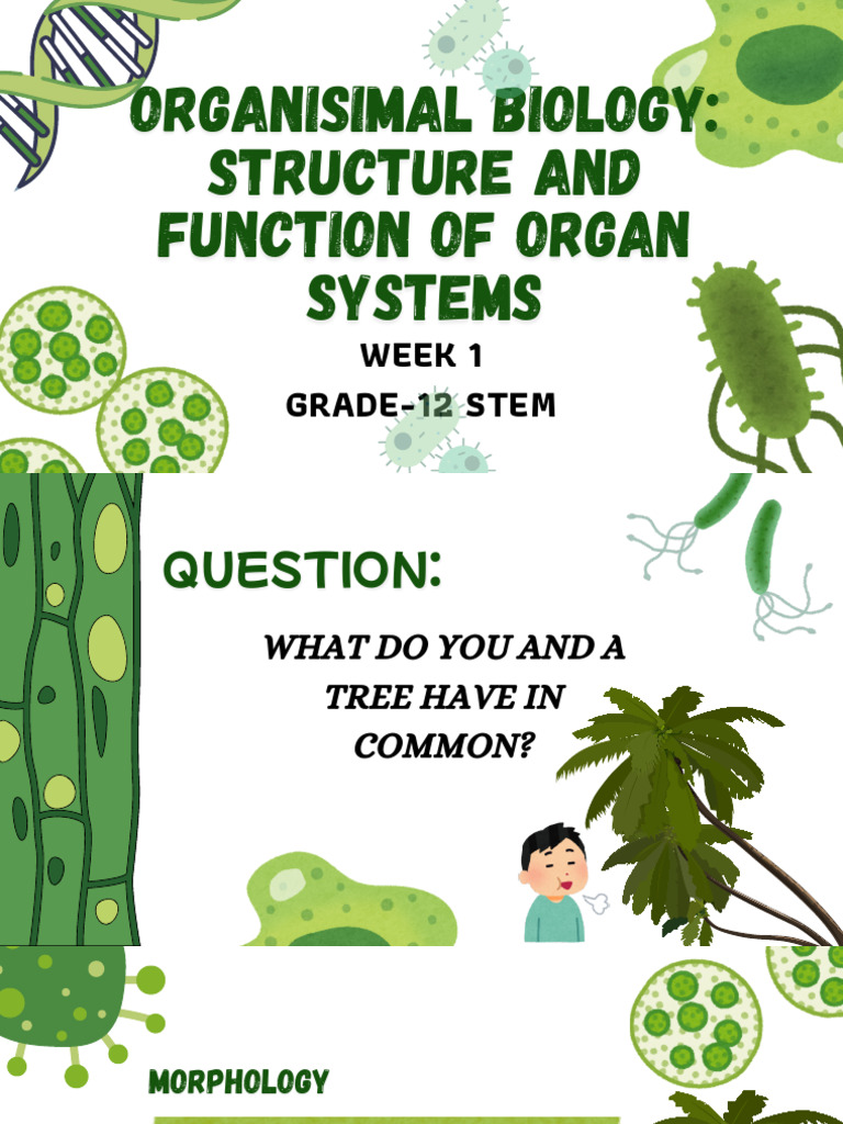 Organismal Biology: Structure & Function | PDF | Human Body | Leaf