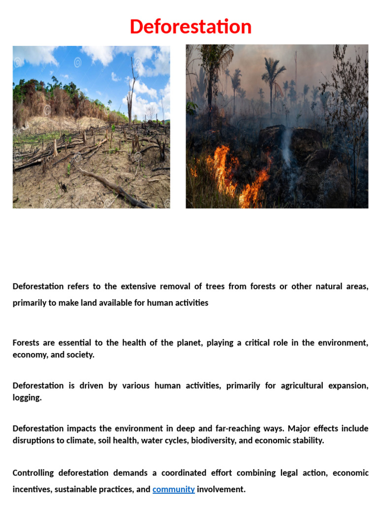 Deforestation | PDF