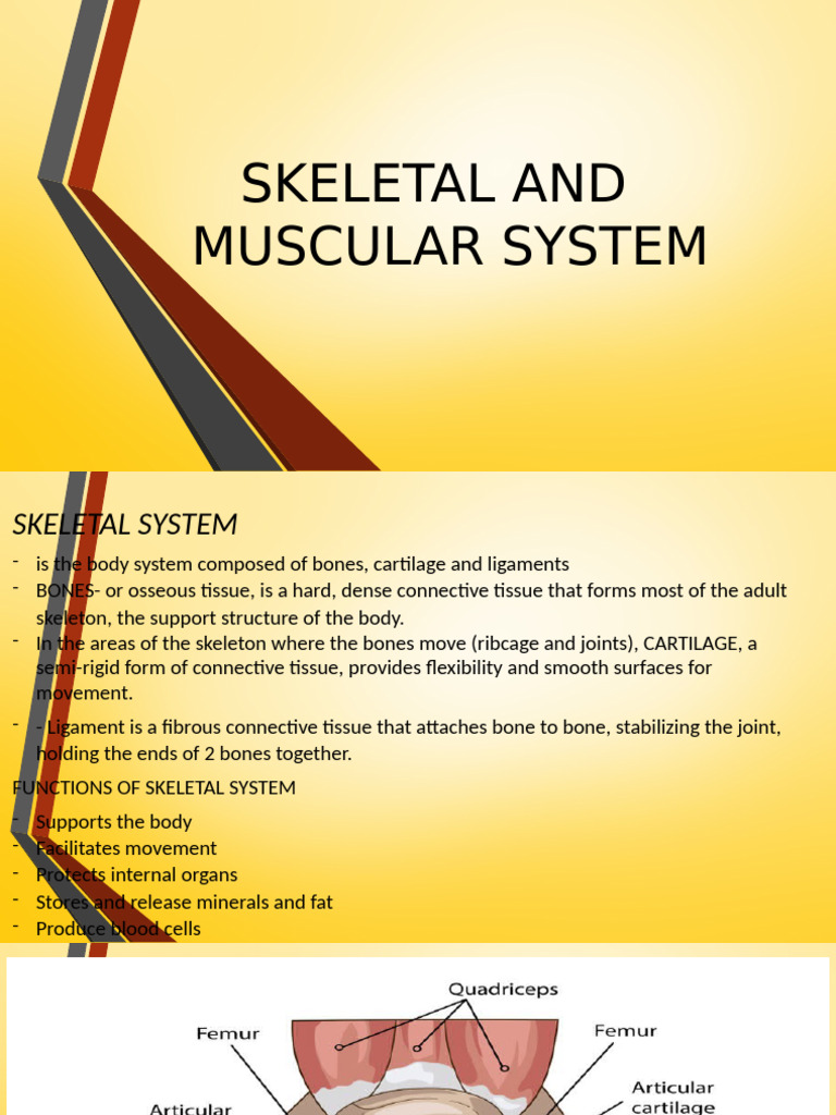 Overview of Skeletal and Muscular Systems | PDF | Muscle | Skeleton