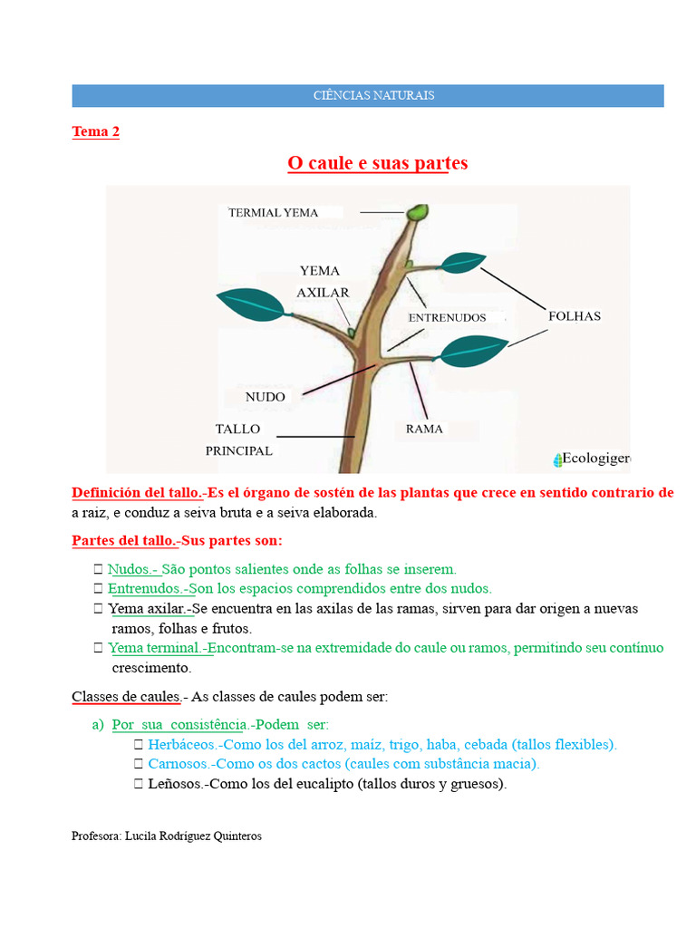 Partes e Funções do Caule das Plantas | PDF | Caule | Bud