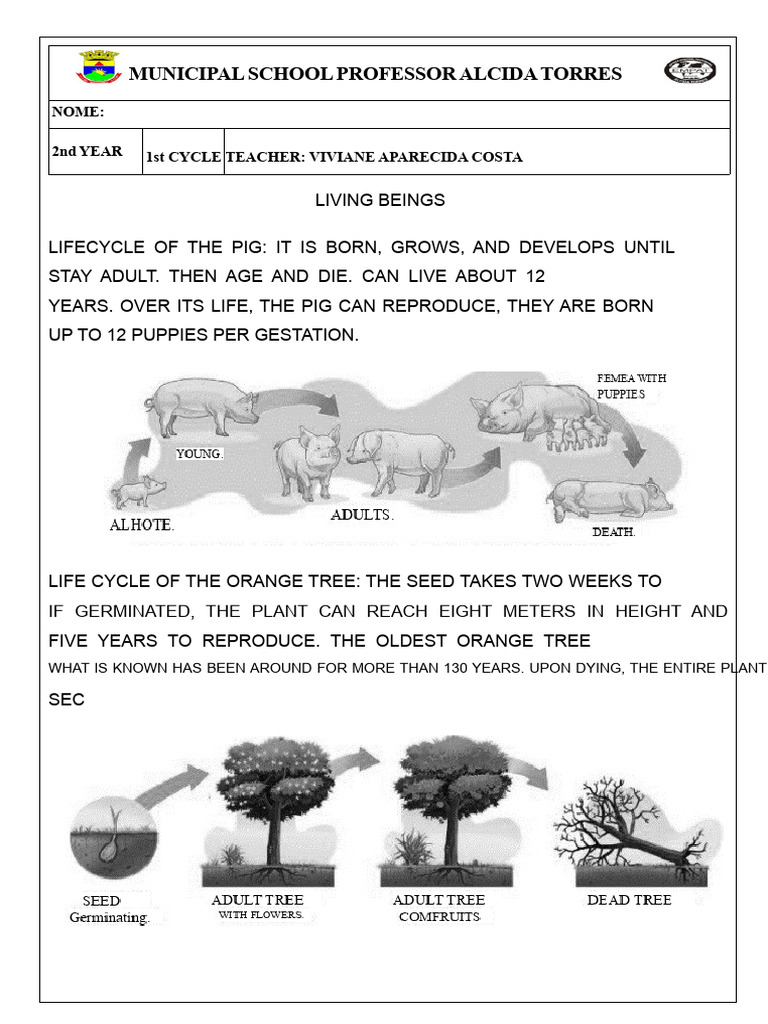 CI Activity - Animal Life Cycle | PDF