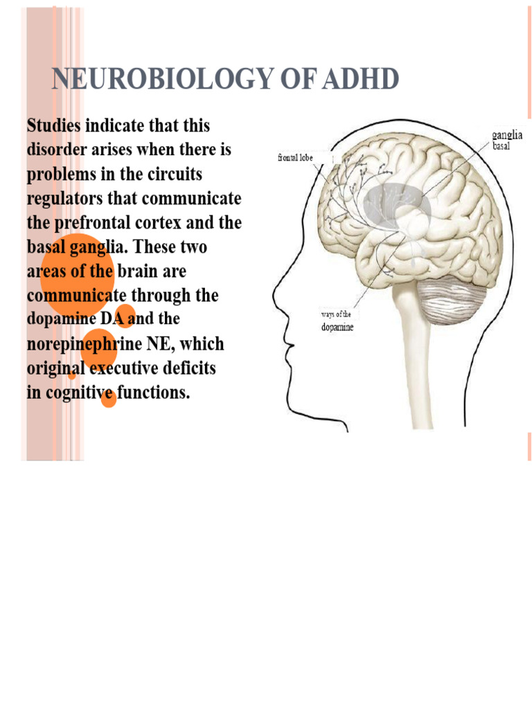 NEUROBIOLOGY OF ADHD | PDF