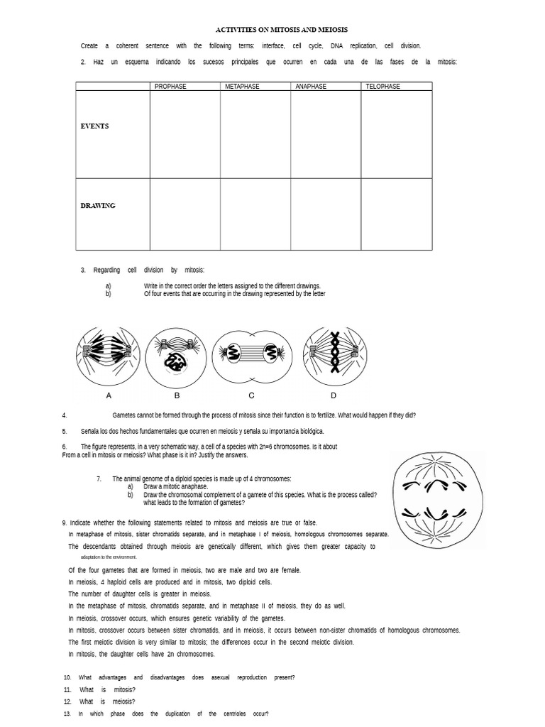 Mitosis and Meiosis Activities Guide | PDF | Meiosis | Mitosis