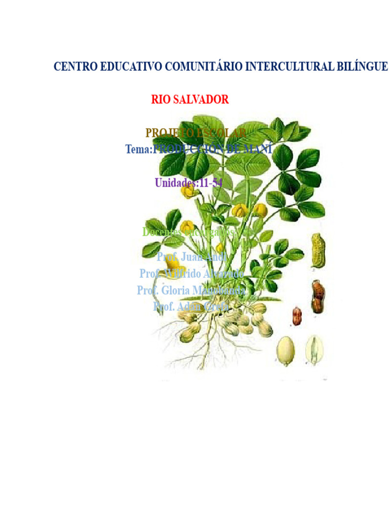 Produção de Amendoim | PDF | Agricultura | Amendoim