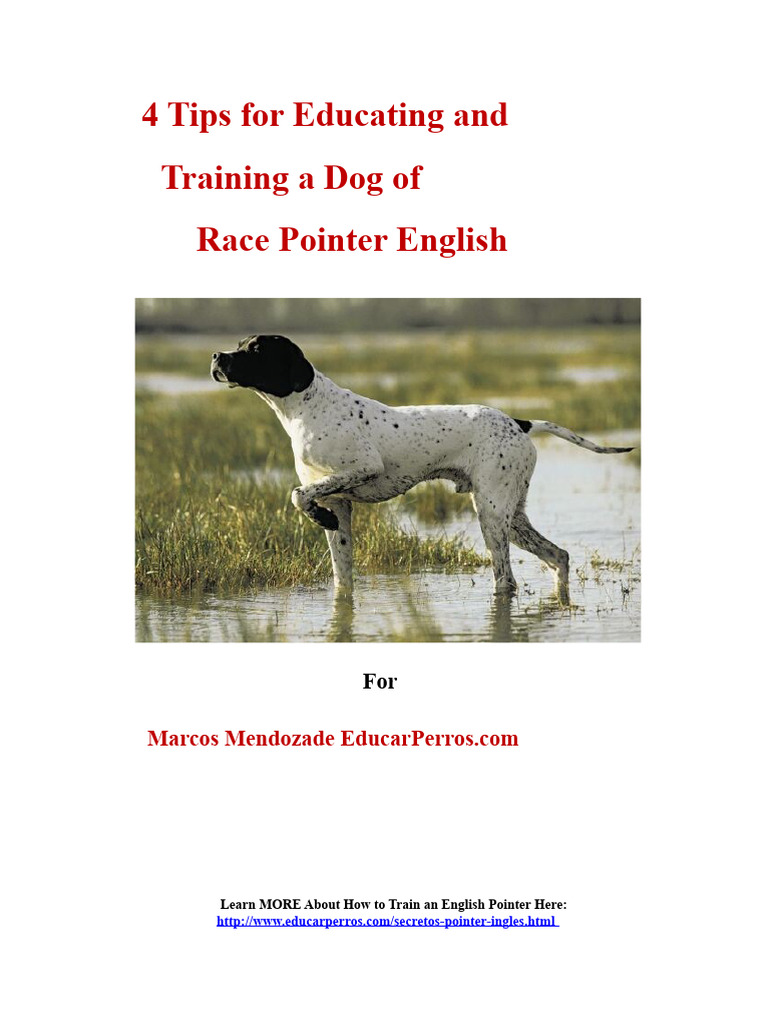 4 Tips For Training and Educating An English Pointer Dog | PDF | Dogs ...