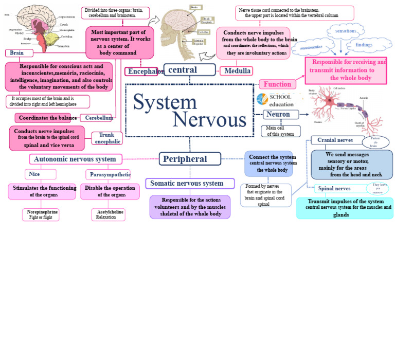 Mind map - Nervous system | PDF | Nervous System | Central Nervous System