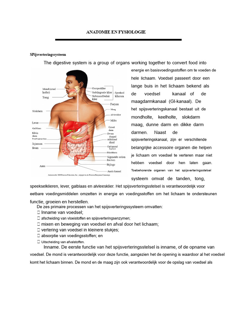 Anatomie en Fysiologie Van Het Spijsverteringsstelsel | PDF