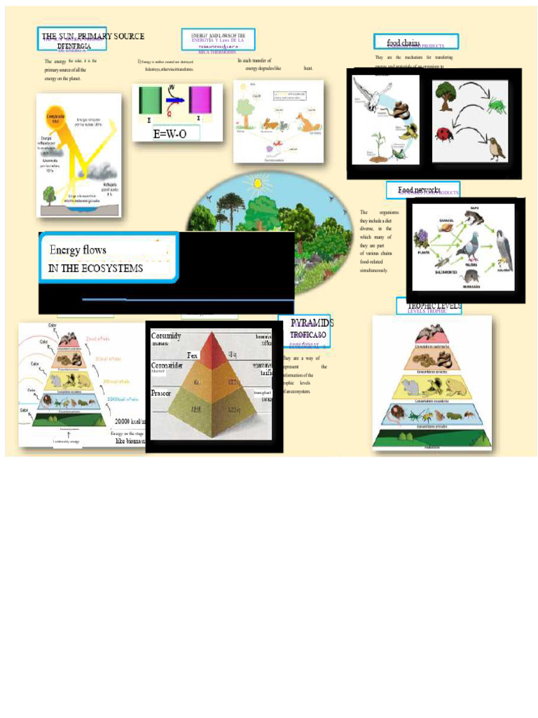 Solar Energy in Food Chains Explained | PDF | Food Web | Systems Biology