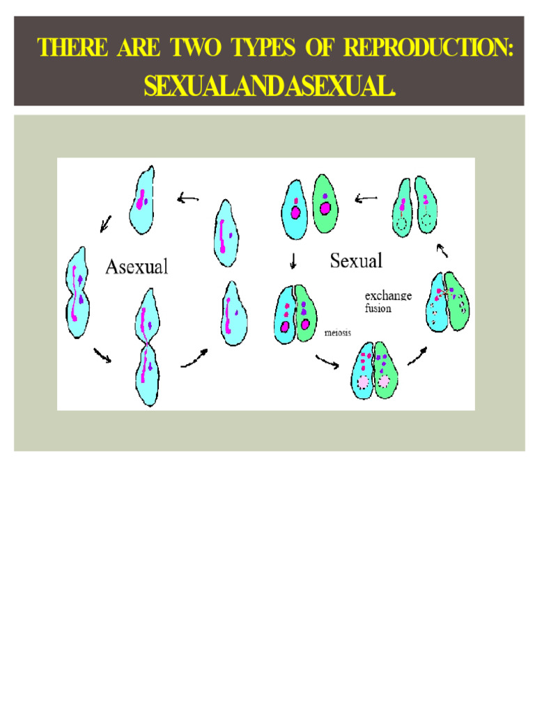 Presentation On Sexual and Asexual Reproduction | PDF | Meiosis ...